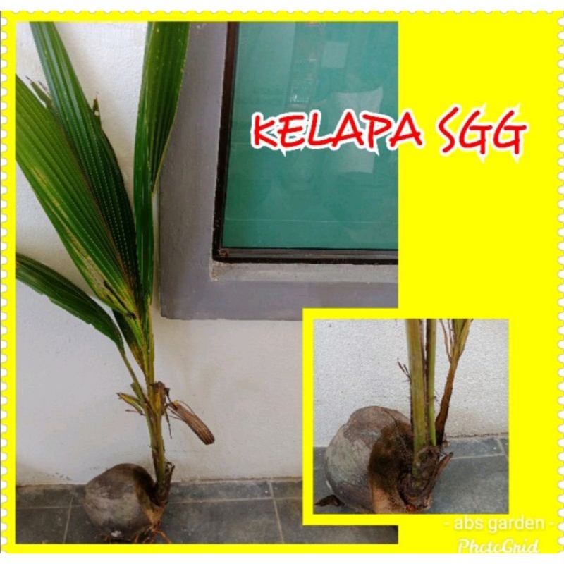 Anak Pokok Kelapa SGG - Kelapa Sungai Gulang Gulang | Shopee Malaysia