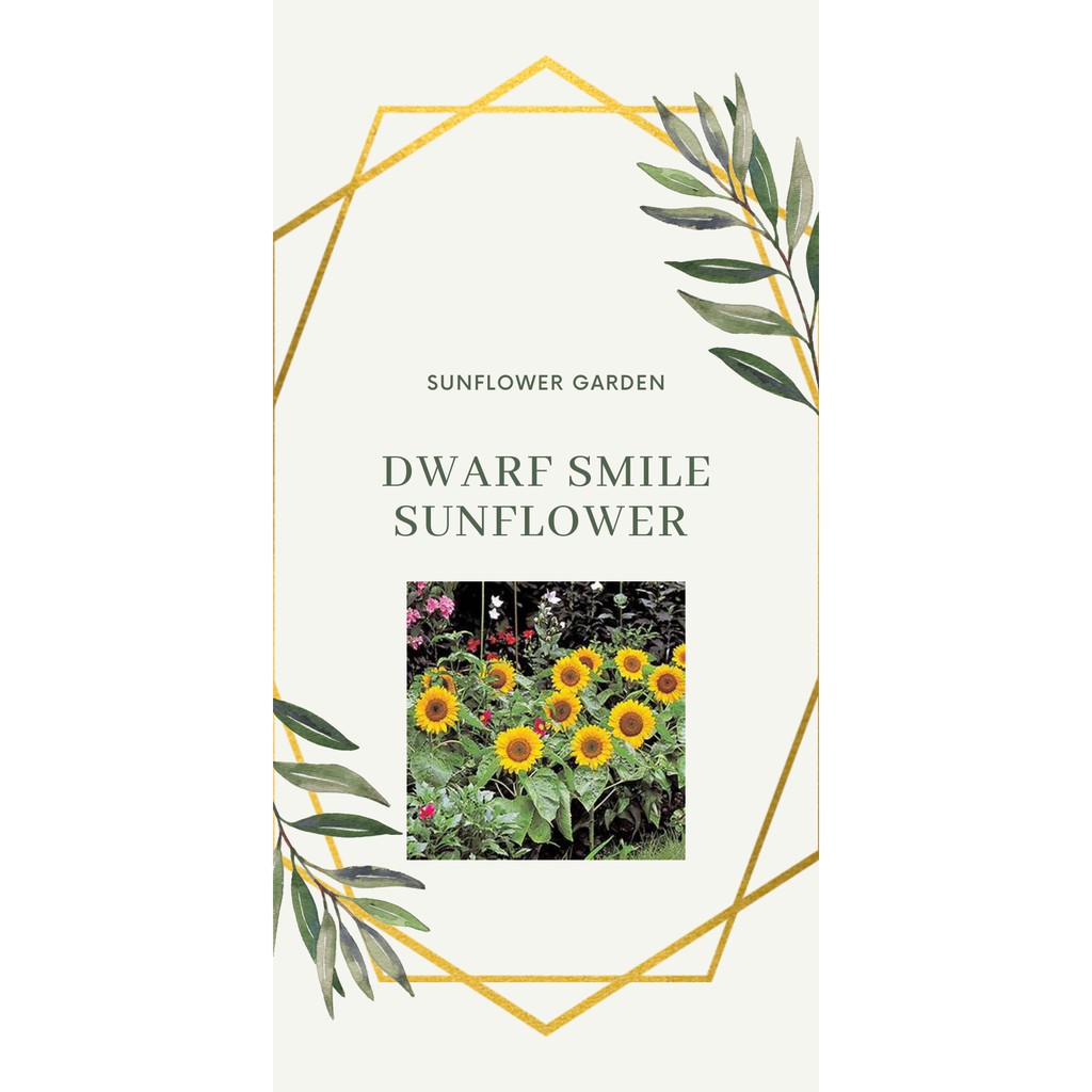 Dwarf Smile Sunflower (10 seeds) | Shopee Malaysia