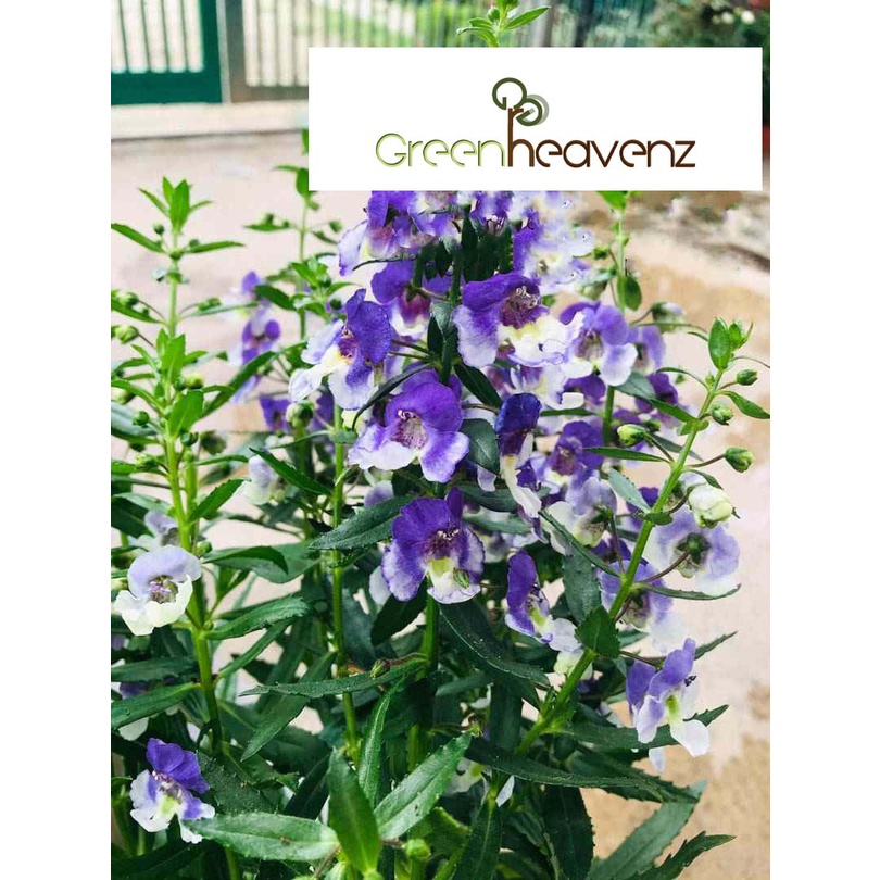 Angelonia Angustifolia Flower Live Plant Pokok Bunga Angelonia 天使花 ...