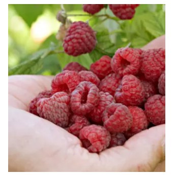 Seeds Biji Benih Rasberry Merah seeds Special. | Shopee Malaysia