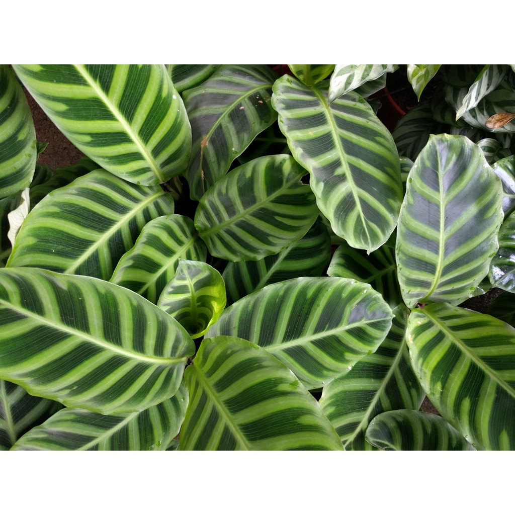 Calathea zebrina pokok zebra calathea zebrina dalam pasu | Shopee Malaysia