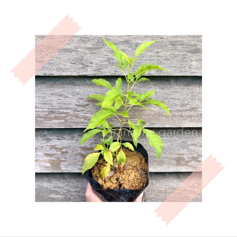 (GG real plant) cyananthus flavus bunga kuning ^ tecoma stans orange ...