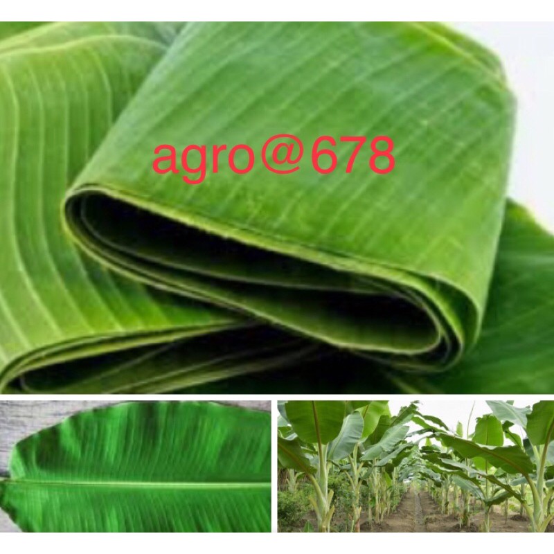 Daun Pisang Segar Banana Leaf 1kg Shopee Malaysia