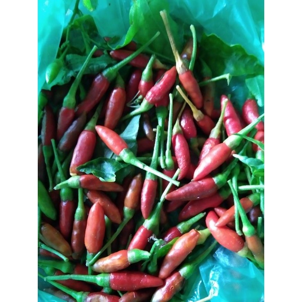 anak pokok lada burung/cili api. | Shopee Malaysia