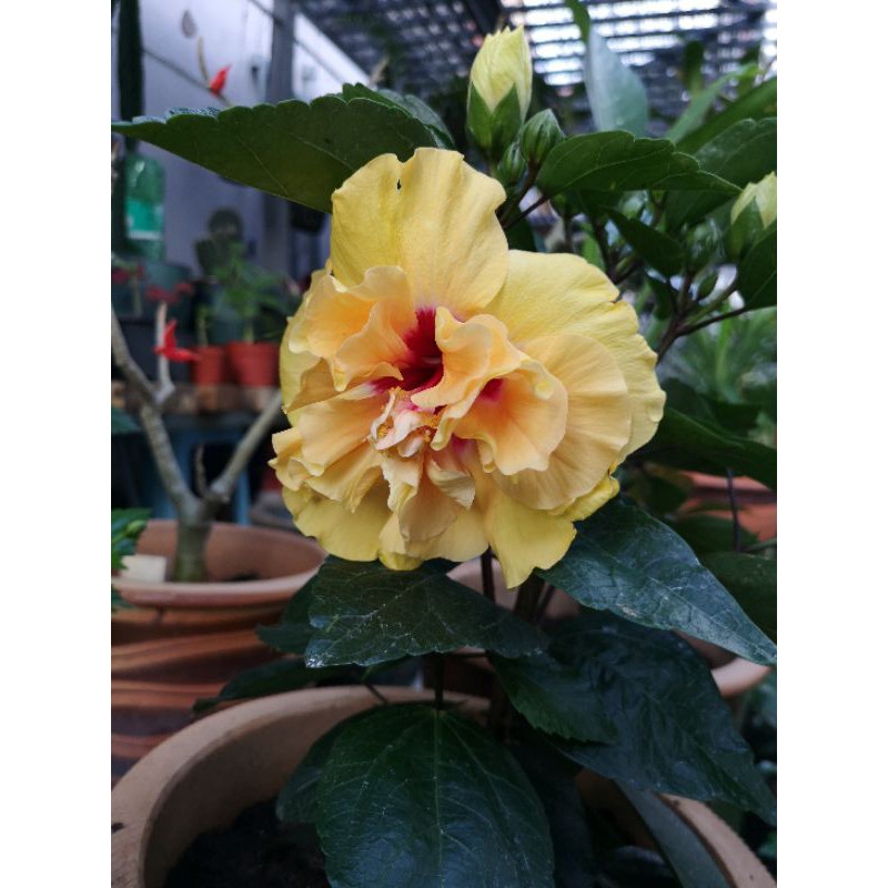 Hibiscus hybrid live plant (Pokok Bunga Raya) | Shopee Malaysia