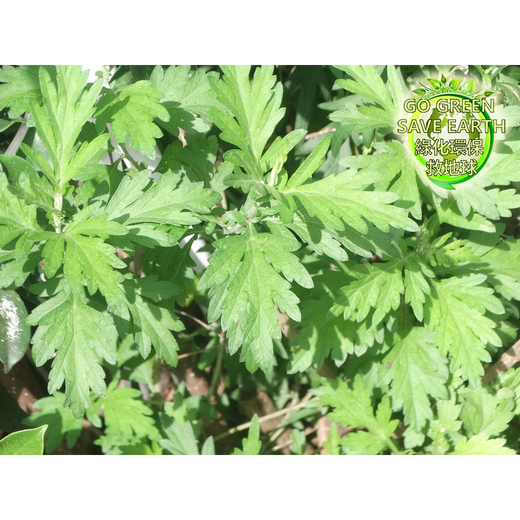 🍀活 艾草 治療祛除 胃痛 胃炎 Artemisia argyi Wormwood Chinese mugwort Jeremin 野生 ...