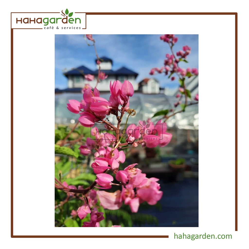 Antigonon/ Antigonon Leptopus/ Antigonon sapling/ Anak Pokok Air Mata ...