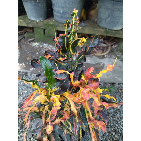 pokok bunga puding siam | Shopee Malaysia