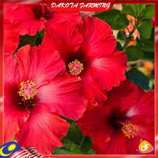 Anak Pokok Bunga Raya Red-Hot Pokok Hiasan Bunga Cantik | Shopee Malaysia