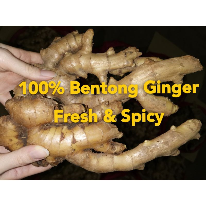 🇲🇾💯%Authentic Bentong Ginger‼️🇲🇾💯%正宗特级文冬姜‼️🇲🇾💯%Halia Bentong | Shopee ...