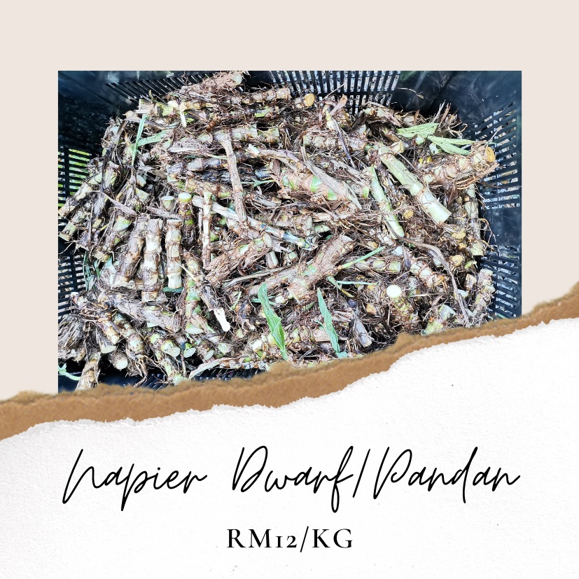 (RM12/1KG) Benih Rumput Napier Pandan / Dwarf | Shopee Malaysia