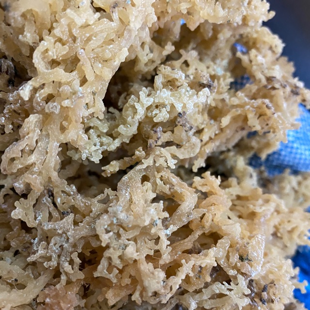 Seaweed / Agar-agar Laut - yellowish - 500 gram | Shopee Malaysia