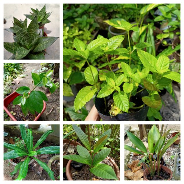 Pokok herba, pokok ubat, pokok ulam, pokok tambahan dalam masakan ...