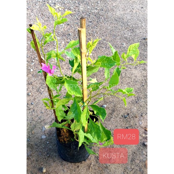 BUNGA KERTAS KUSTA (ANAK POKOK) | Shopee Malaysia
