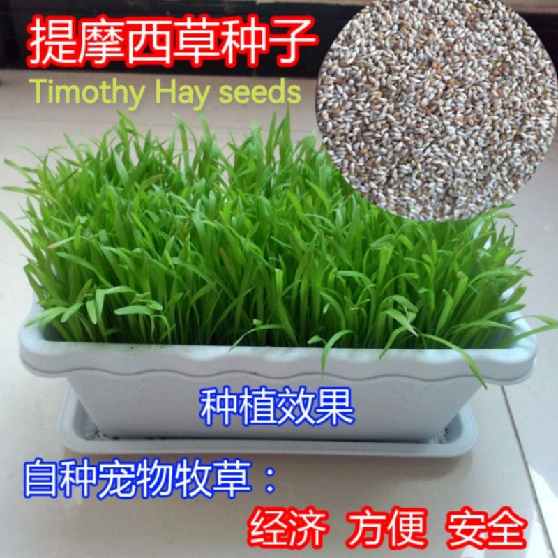 10g Imported Timothy Alfafa Napier Rye forage seeds for rabbits ...
