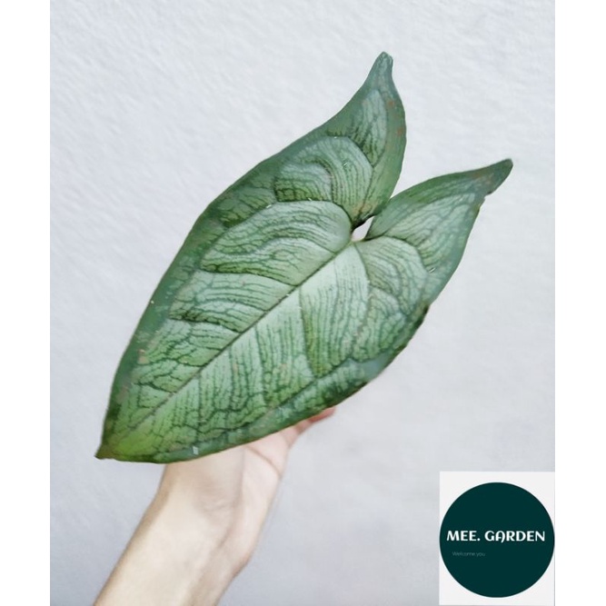🔥Hapaline appendiculata silver🔥/hapaline 【Ready stock】 | Shopee Malaysia