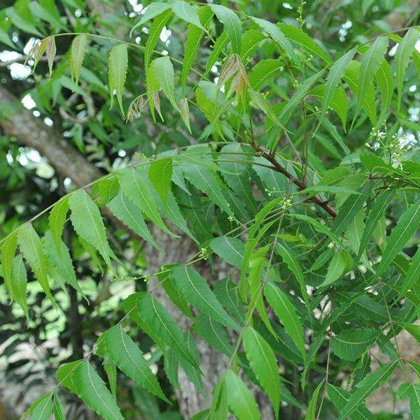 DAUN SEMAMBU 50GM / 100 GM ubat penyakit kulit / gatal | Shopee Malaysia