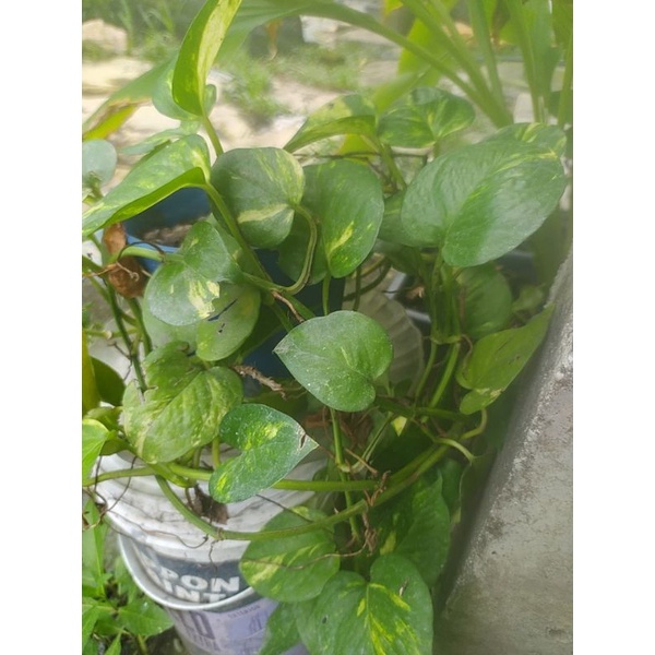 Baby Plants Pothos (with pot) | Shopee Malaysia
