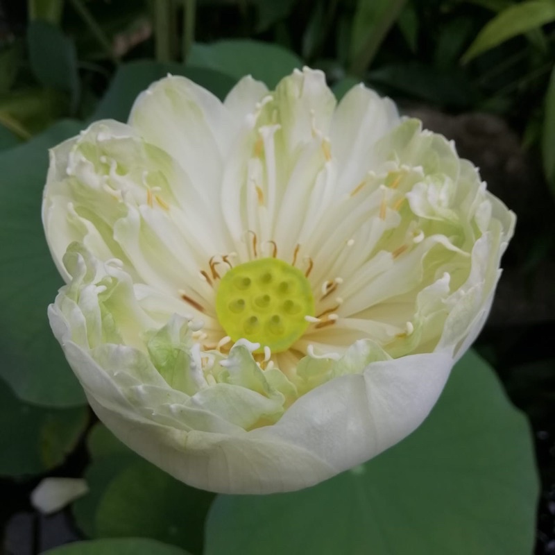 Lotus Live plant Teratai hidup Tuber Aquatic Flower Pokok bunga ...