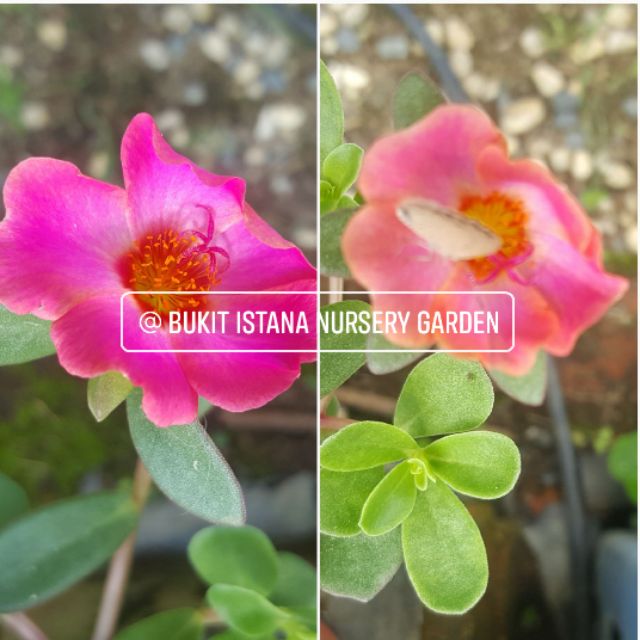 Combo - Anak Pokok Bunga Rose Jepun Warna Pink dan Peach (Organik ...
