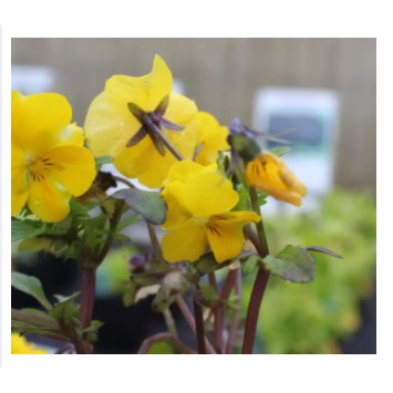 Trailing Viola golden flower seeds | Shopee Malaysia