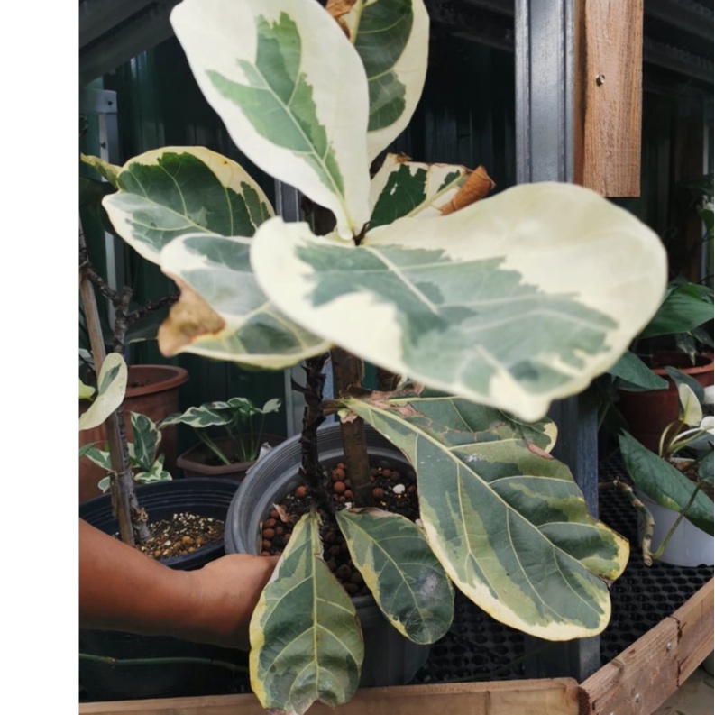🍀 FIDDLE FIG VARIEGATED 🍀 INDOOR PLANT 🍀 ( SIZE L) | Shopee Malaysia