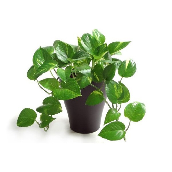 Money Plant / Houseplant / Anak Pokok Duit -duit / Epipremnum aureum ...