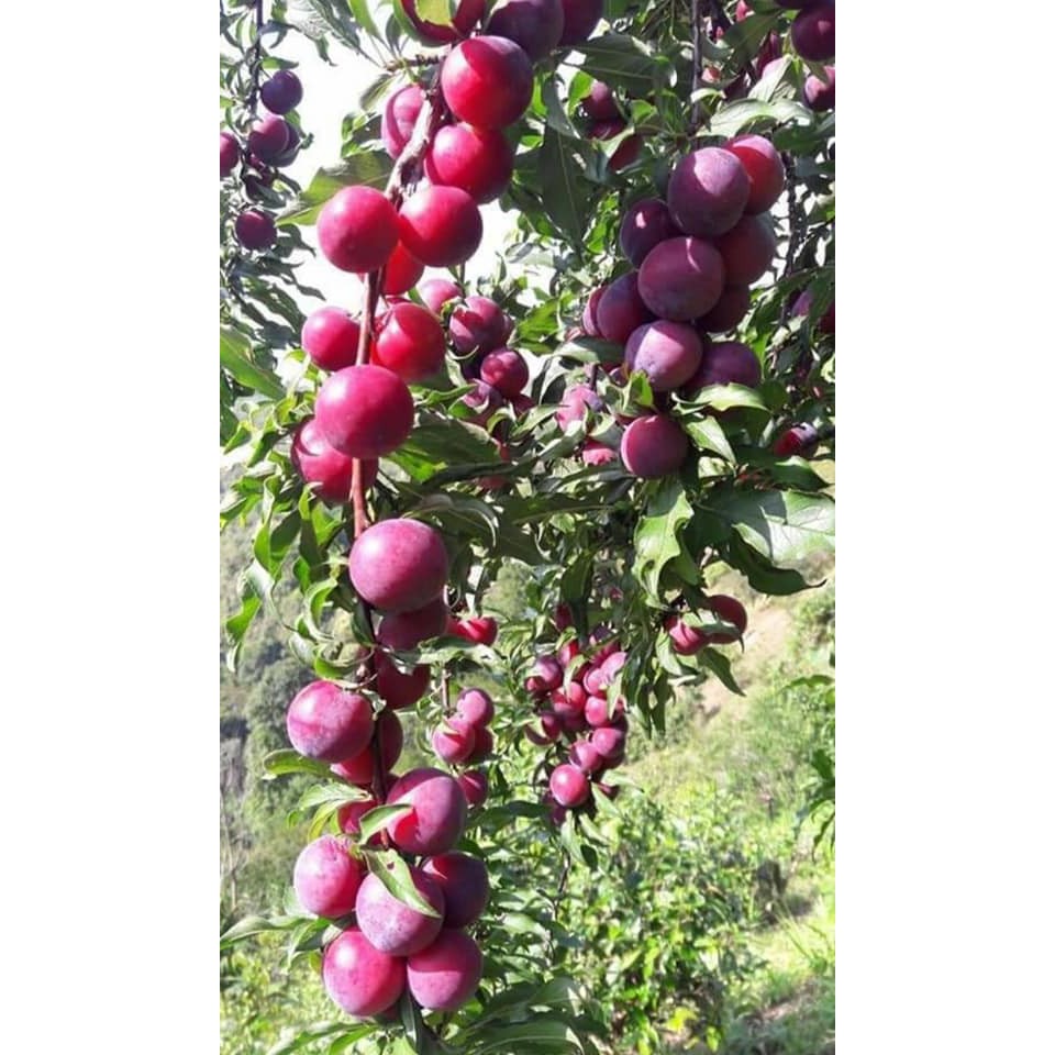 Anak Pokok Ceri Plum Thailand | Shopee Malaysia
