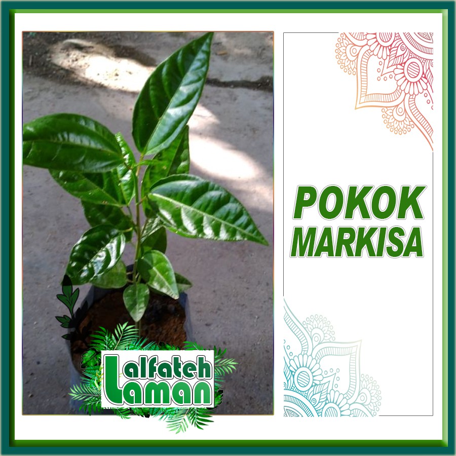 Pokok Markisa Kuning (1 Pokok) | Shopee Malaysia