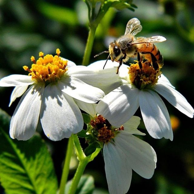 Benih Pokok bunga lebah kelulut Spanish Needle | Shopee Malaysia