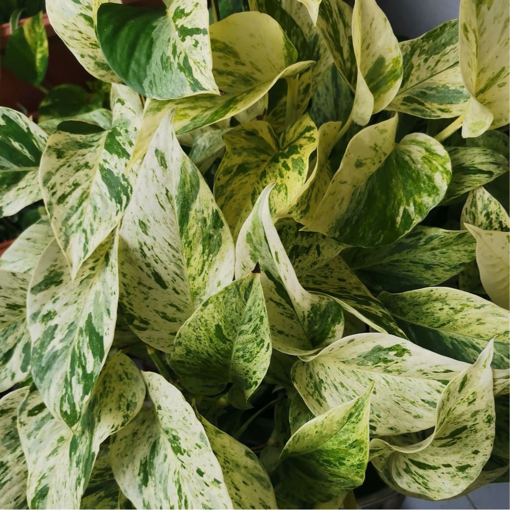 Marble Queen Money Plant / Pokok Duit-Duit/ Marble Queen Pothos ...