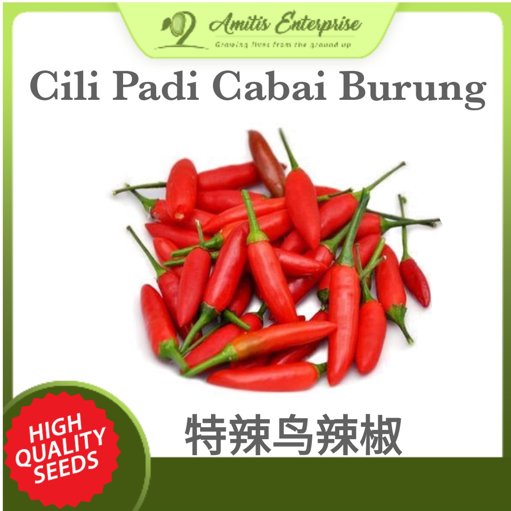 50 Seeds Cili Padi Cabai Burung 特辣鸟辣椒Premium and Local Seeds Non GMO ...