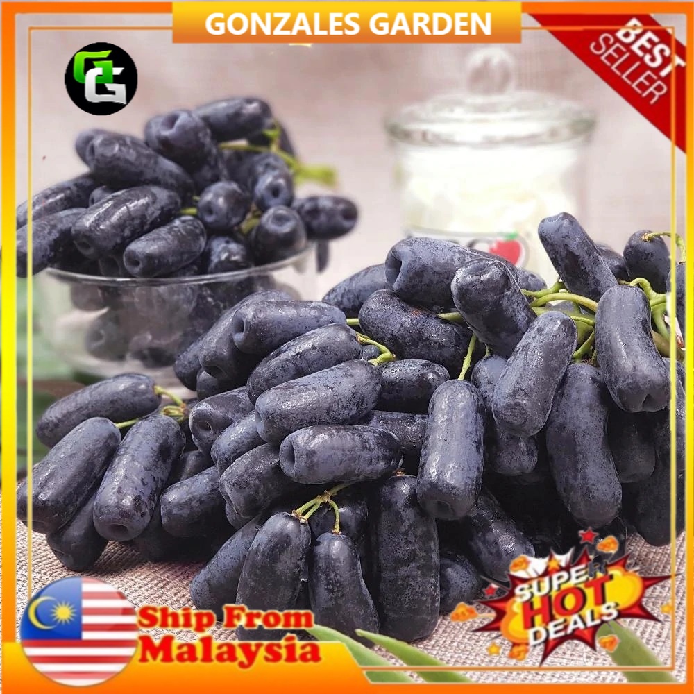 Anak Pokok Anggur Sweet Sapphire Seedless Grape Import Dari Thailand ...