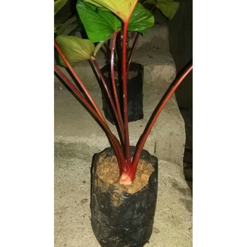 keladi Kemoyang merah / Homalomena Rubescens | Shopee Malaysia
