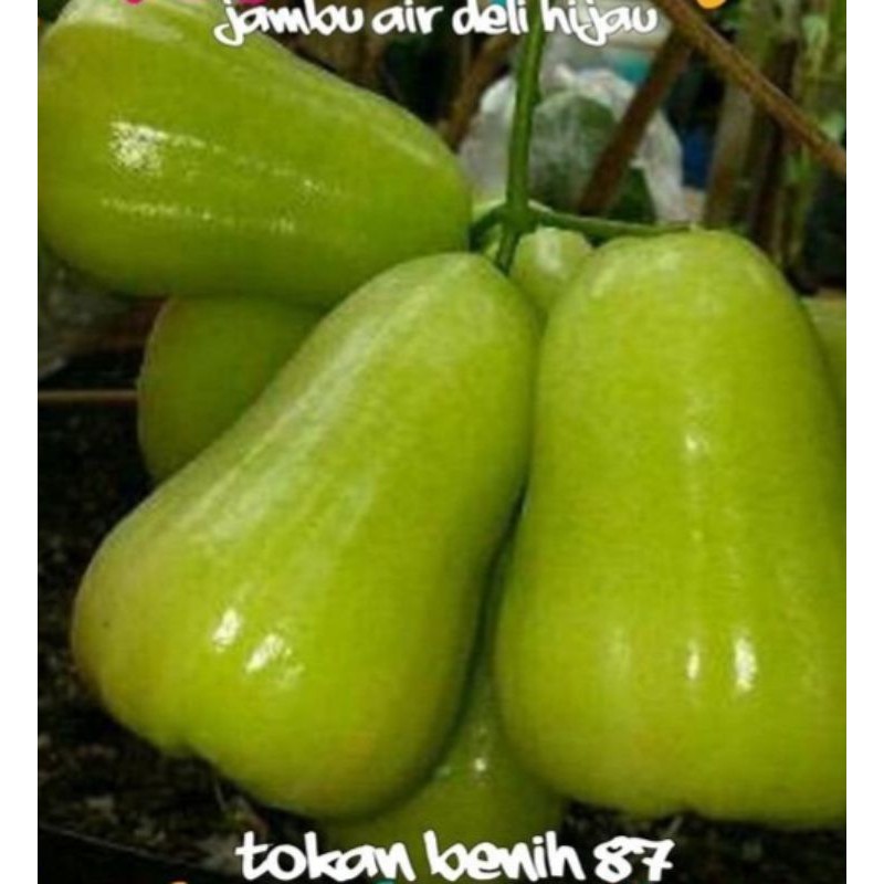 BENIH POKOK JAMBU AIR MADU HIJAU | Shopee Malaysia