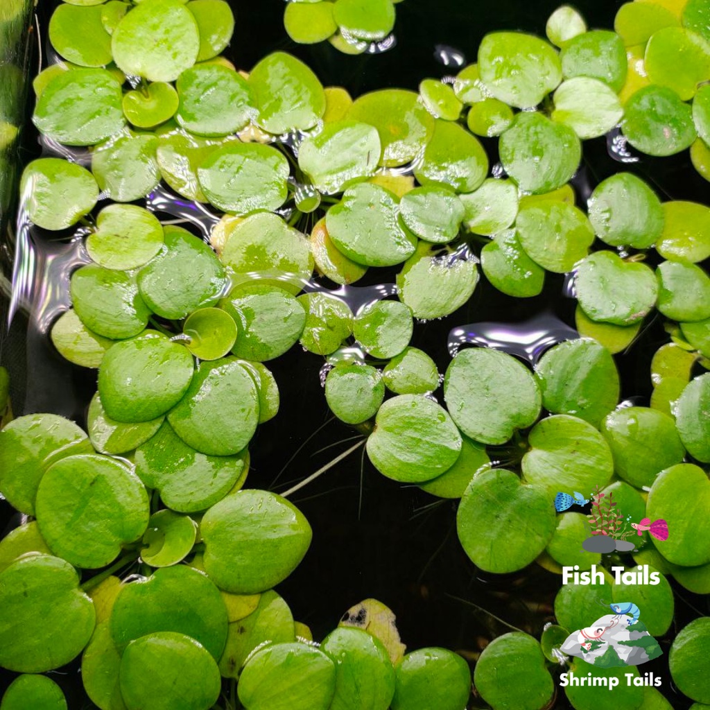[LOCAL SELLER] Frogbit - Floating Aquatic Plant -(Shrimp/Aquascape ...
