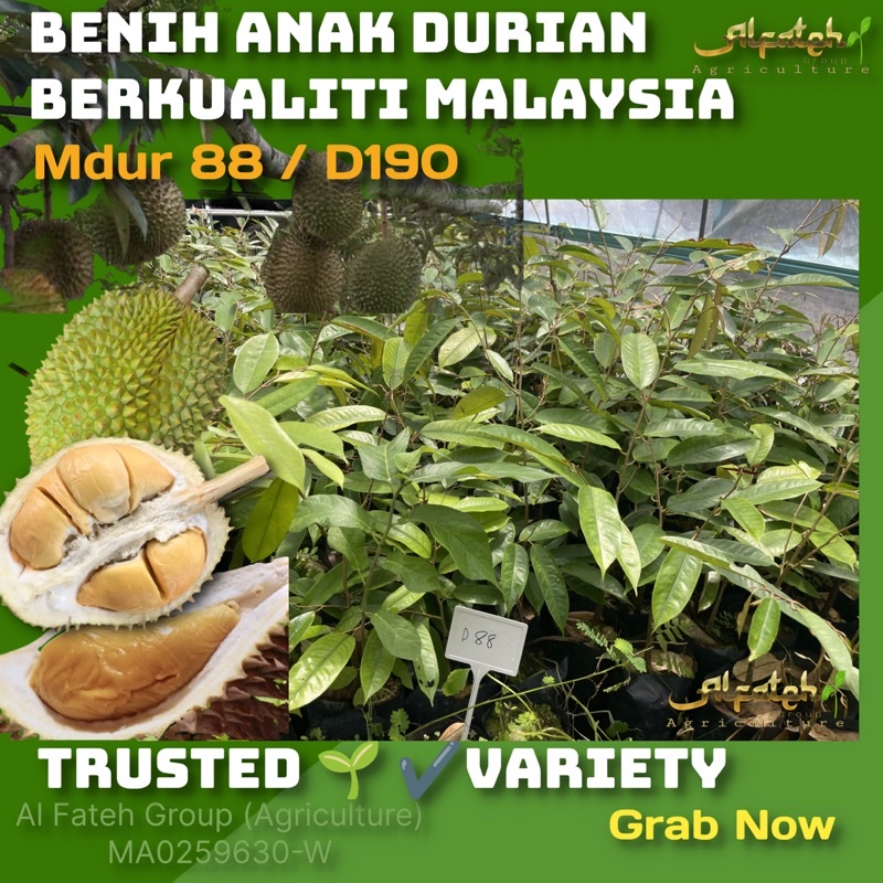 Anak Durian MDUR 88 / D190 | Shopee Malaysia
