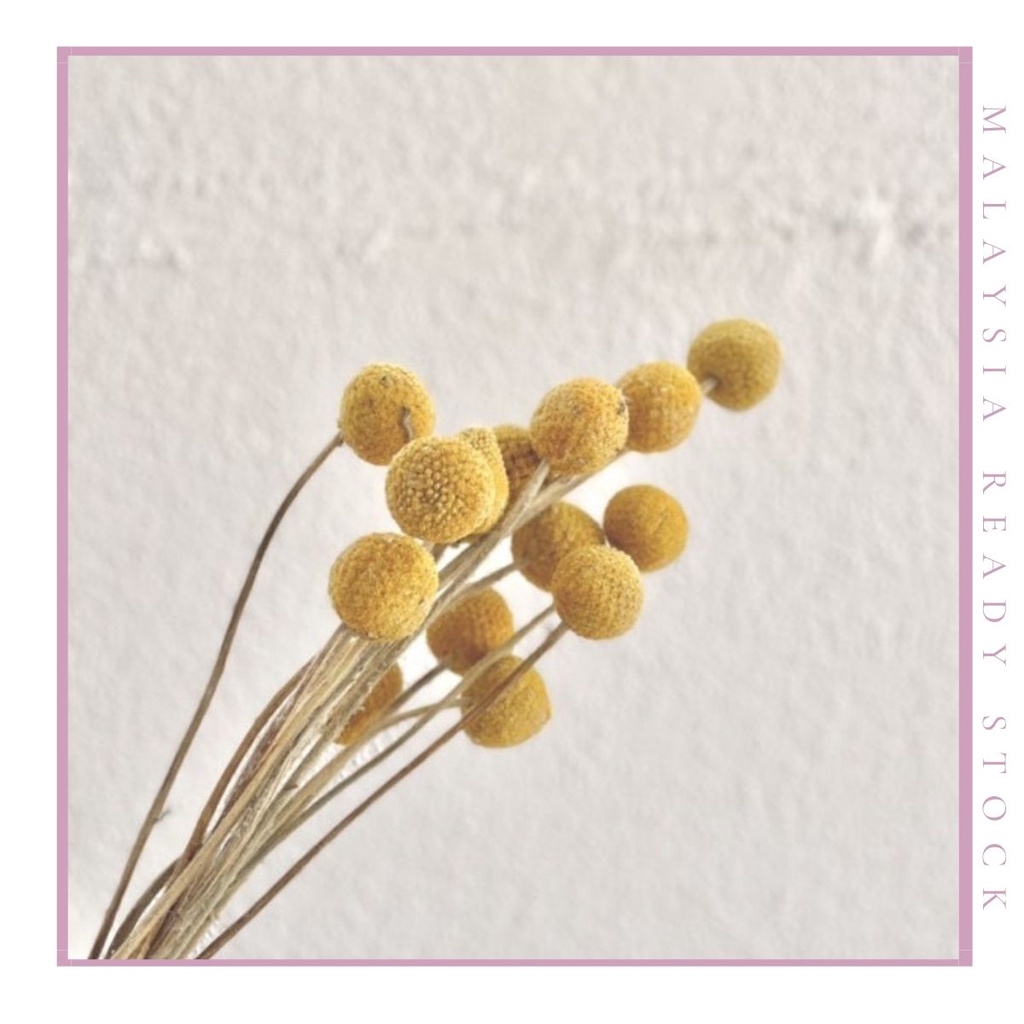 PMMM Golden Ball Flower Dried Flowers DIY Bouquet Material Gypsophila ...