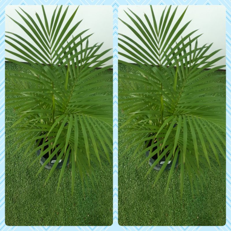 JAVA PALM (PT 10074) | Shopee Malaysia