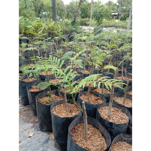 PROMOSI‼️💥Anak Pokok Petai Hybrid (Pokok Rendah & Cepat Berbuah ...