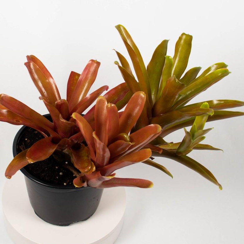 Bromeliad *Neoregelia Fireball* (miniature) @ Red Straited | Shopee ...