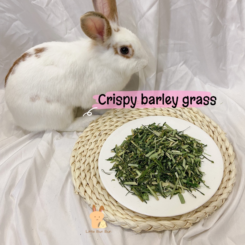Crispy Barley chaff grass- natural high nutrition hay rabbit chinchilla ...
