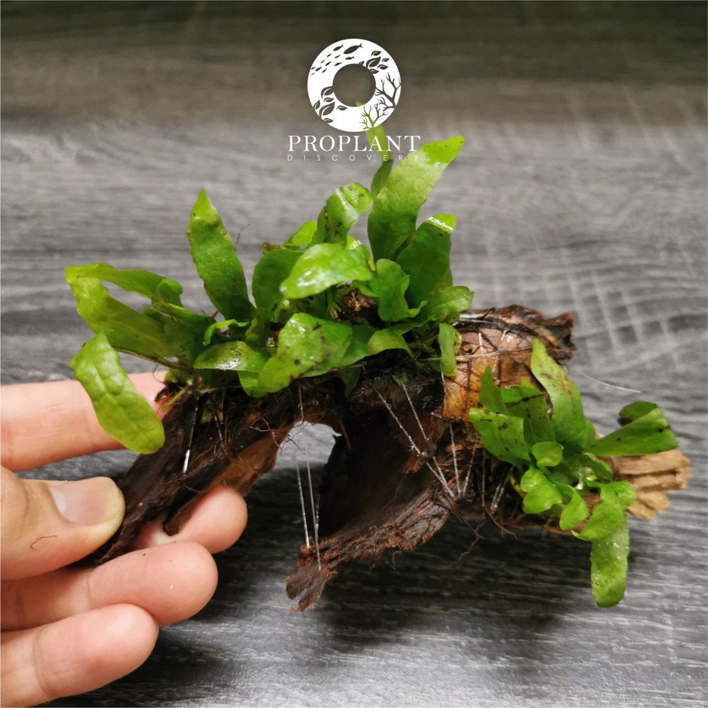 Mini Java Fern / Microsorum Pteropus ''Petite" - Low Tech Plant ...