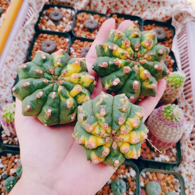🌵Offset root Gymno 锦侧芽根 Succulent Cactus | Shopee Malaysia