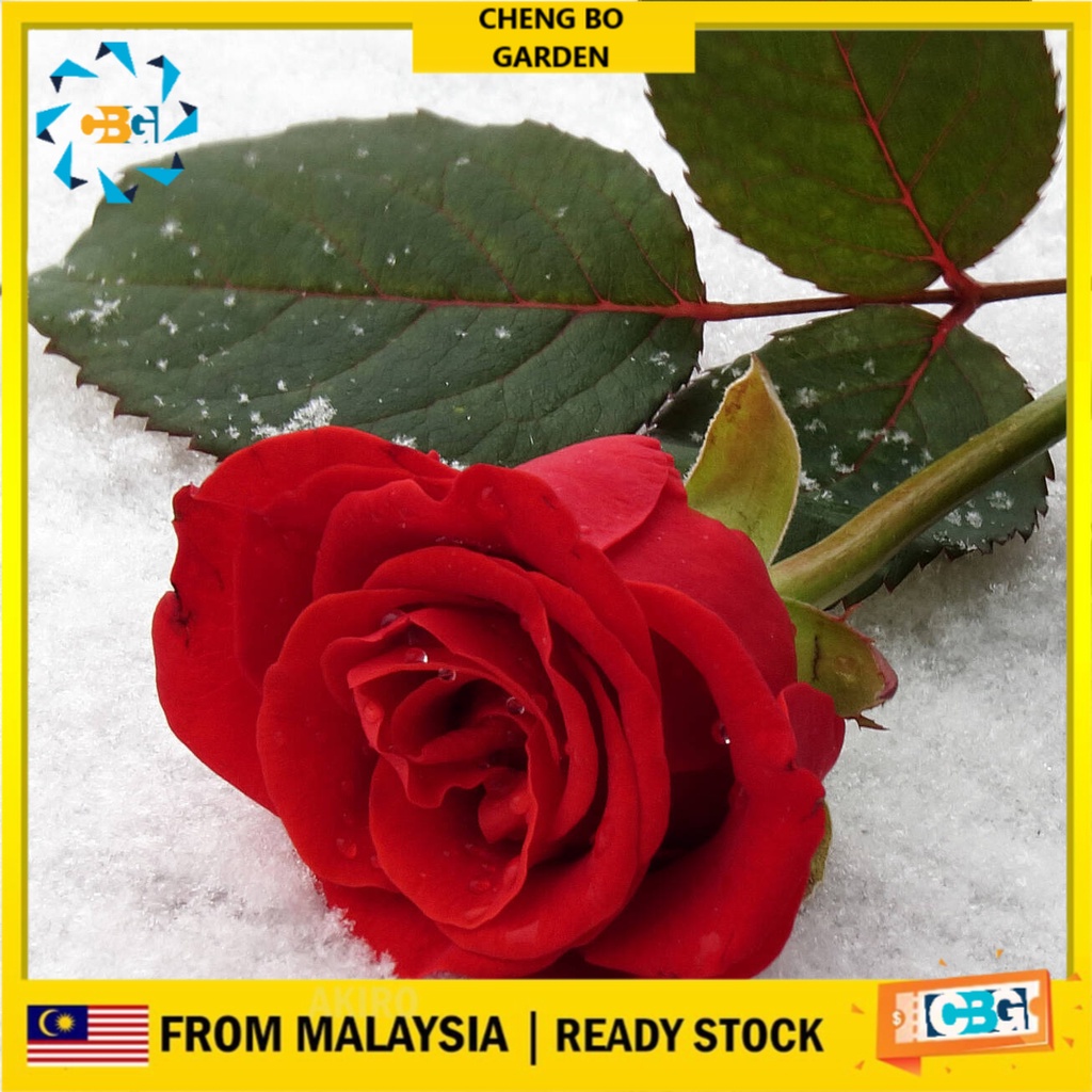 Anak Pokok Bunga Rose Mawar Bright Red Merah Terang Gred A Pokok Bunga ...