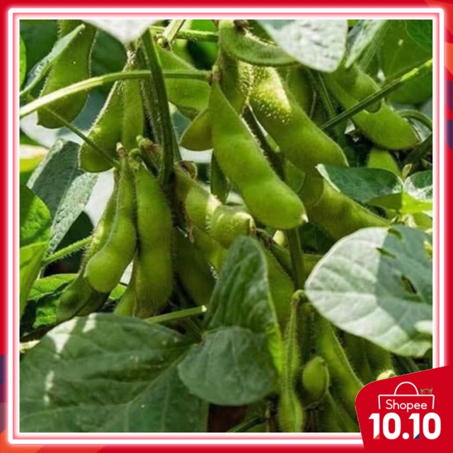 10 seeds dwarf Japanese Edamame Plant / pot and balcony friendly ...