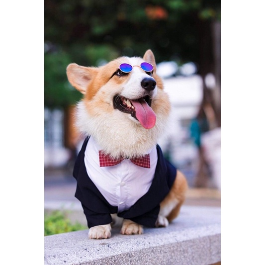 Vest for pets/dogs/cats (corgi version) | Shopee Malaysia