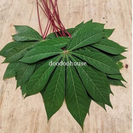🌟READY STOCK🌟(BUY 1 FREE 1) Pucuk ubi kayu 木薯叶 Pucuk daun ubi kayu ...