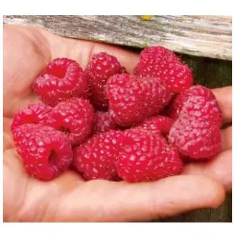 RASPBERRIES BIG SIZE SEEDS | Shopee Malaysia