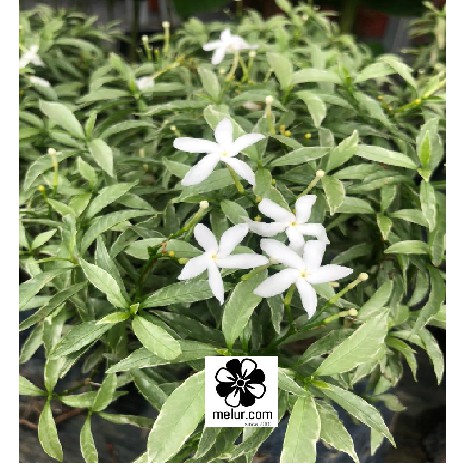 ANOR - Variegated Ervatamia Dwarf Plant / Pokok Bunga Jasmine Renek ...
